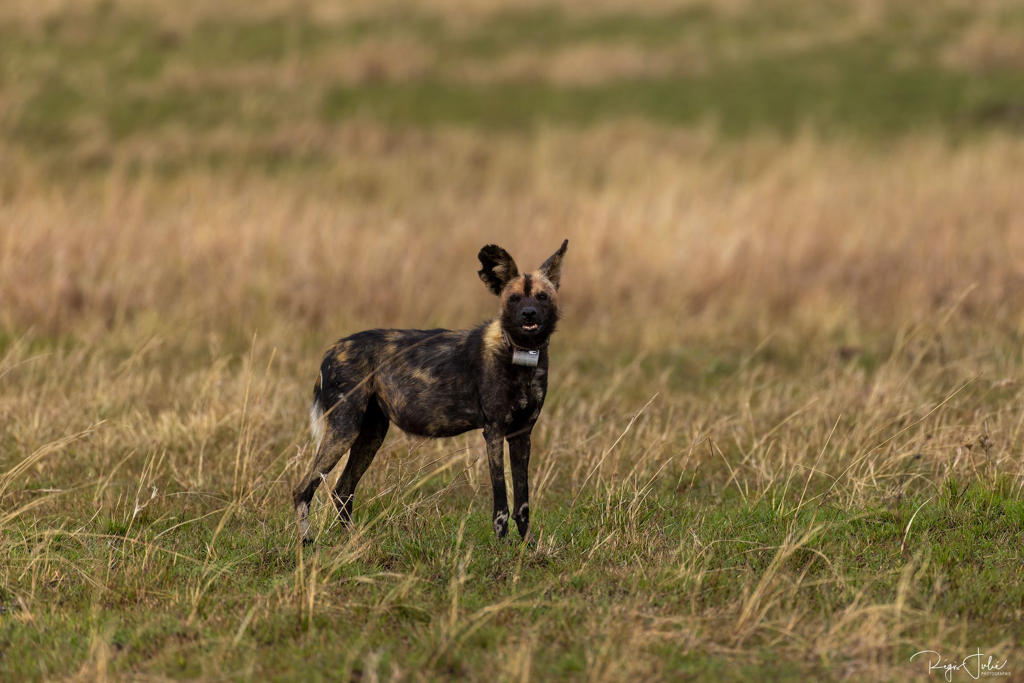 Masai Mara : Les lycaons