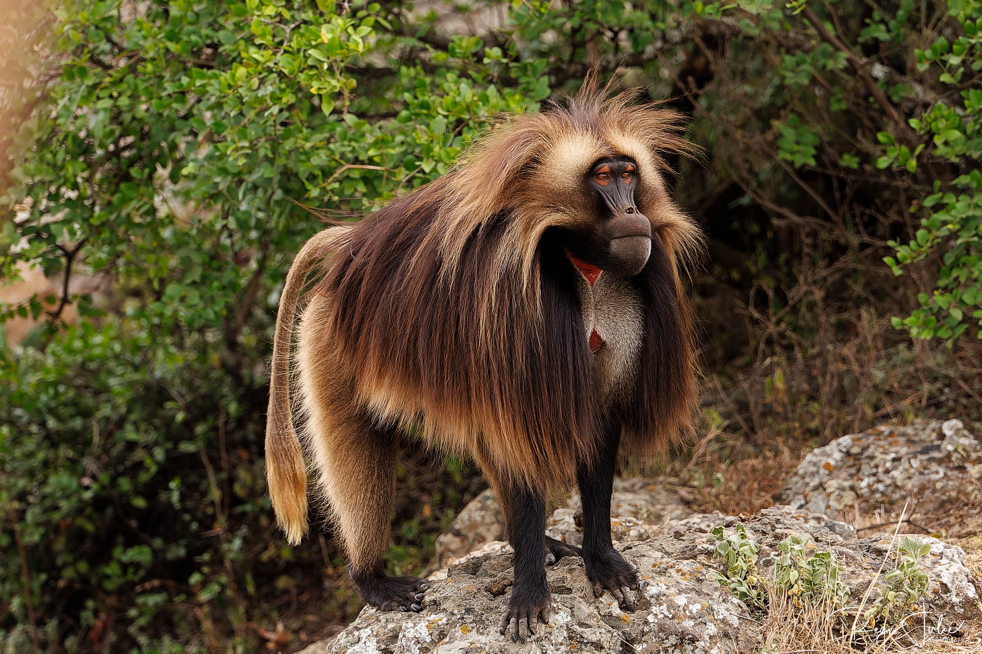 Gélada : le singe-lion d'Éthiopie au mode de vie fascinant