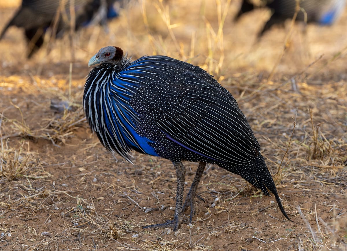 Samburu : The birds
