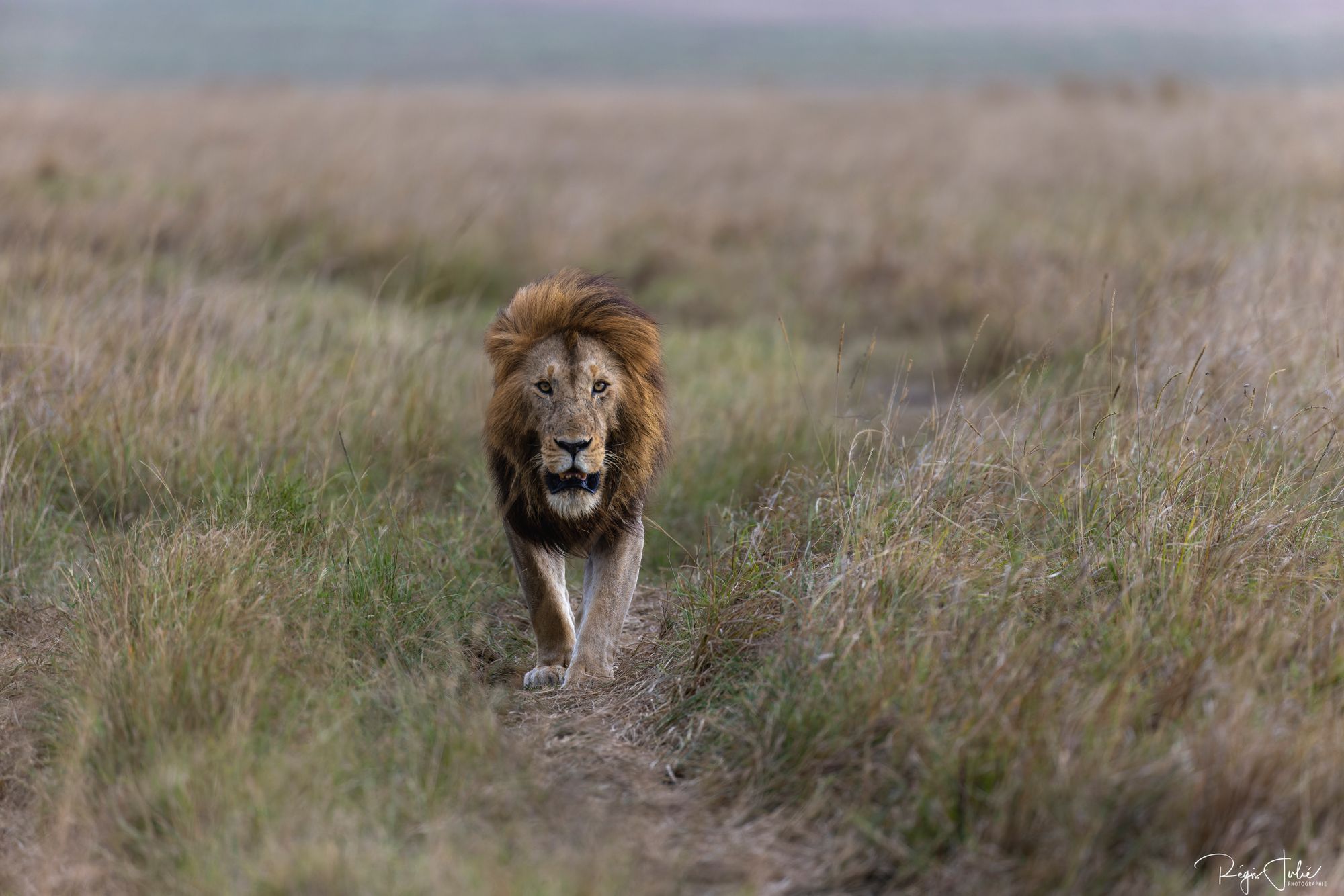 Maasai Mara : Half Tail